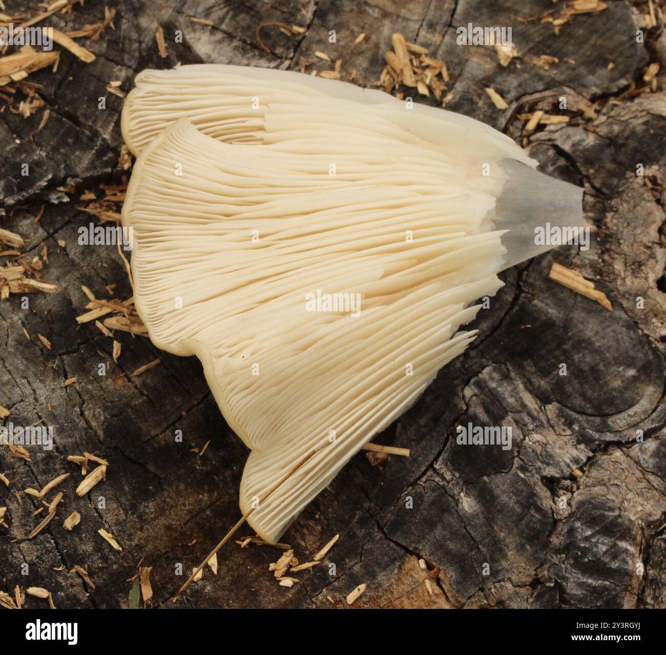 aspen oyster mushroom (Pleurotus populinus) Fungi Stock Photo - Alamy