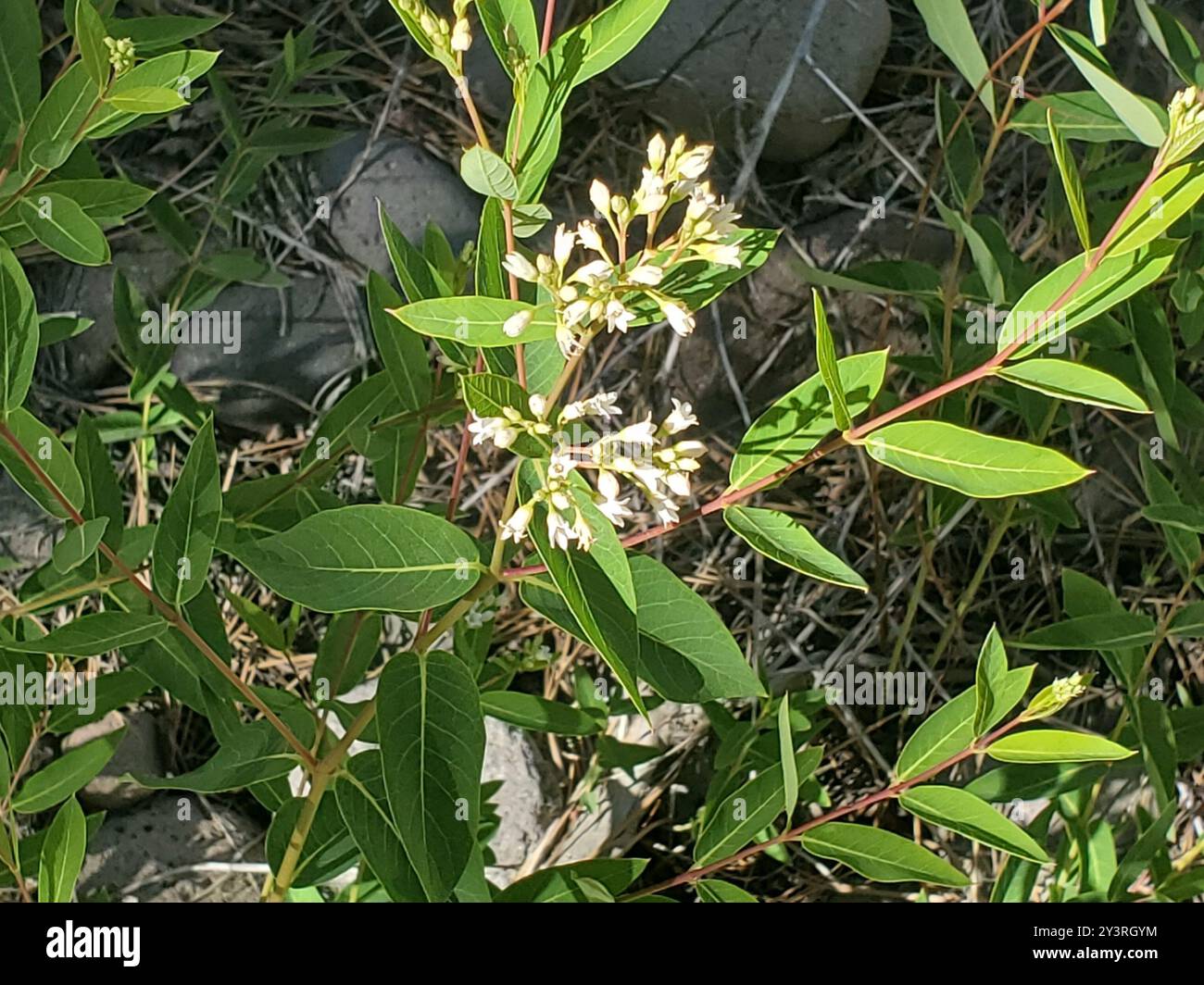 hemp dogbane (Apocynum cannabinum) Plantae Stock Photo - Alamy