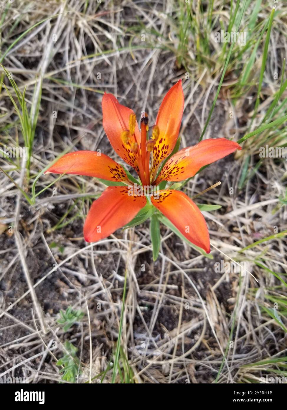 Wood Lily (Lilium philadelphicum) Plantae Stock Photo - Alamy