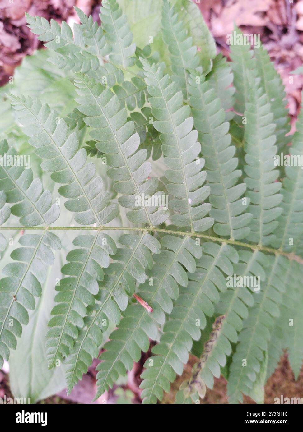 cinnamon fern (Osmundastrum cinnamomeum) Plantae Stock Photo - Alamy