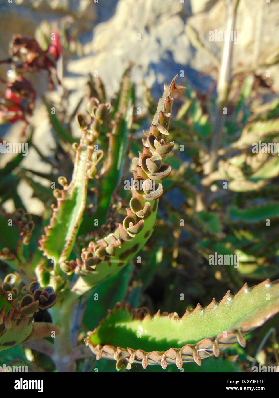 Alligator plant (Kalanchoe × houghtonii) Plantae Stock Photo - Alamy