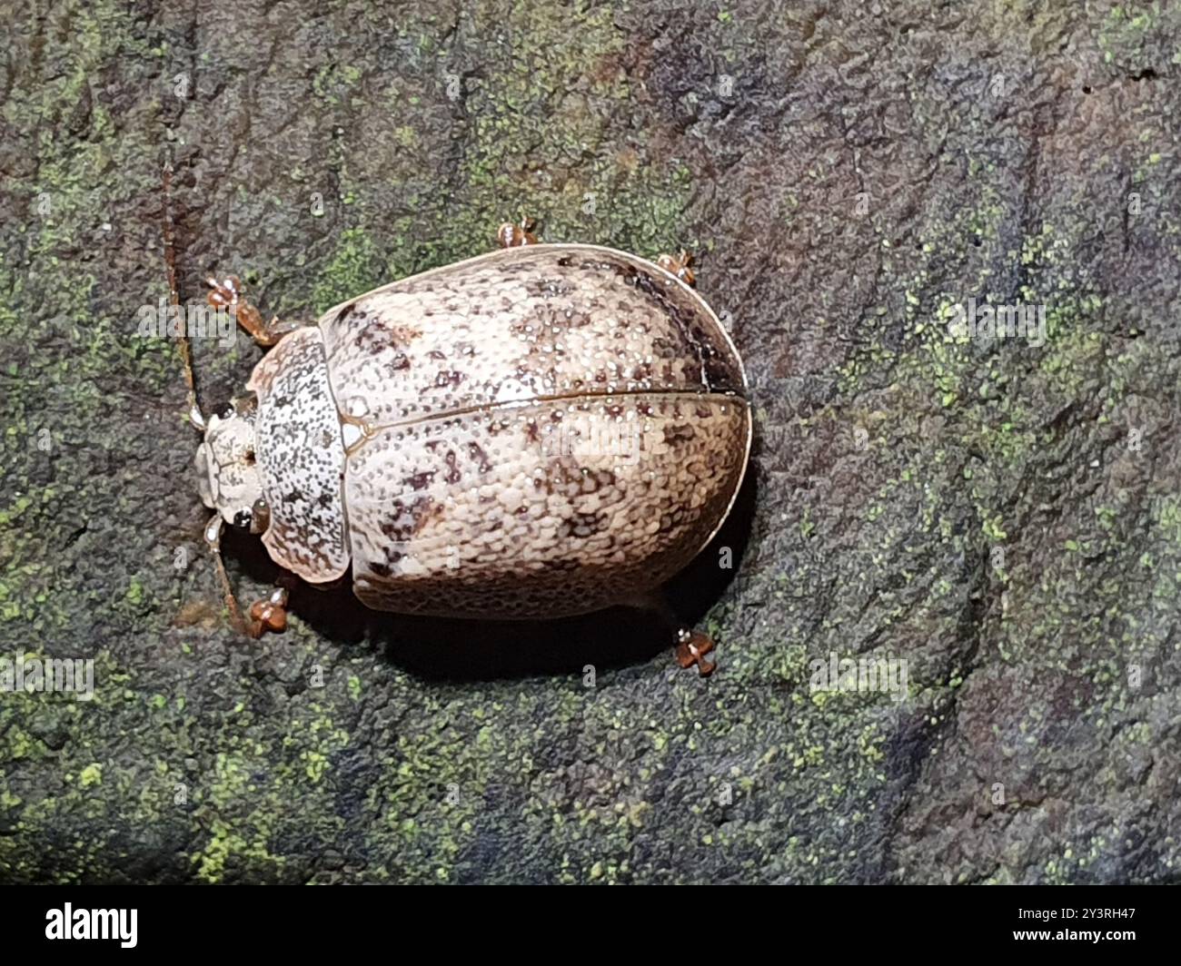 Eucalyptus Tortoise Beetle (Paropsis charybdis) Insecta Stock Photo - Alamy