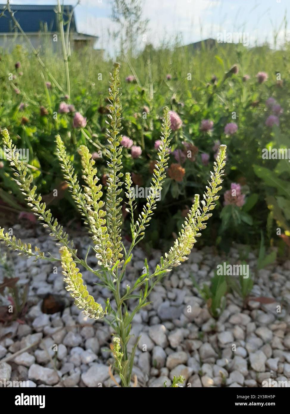 Common Peppergrass (Lepidium densiflorum) Plantae Stock Photo - Alamy