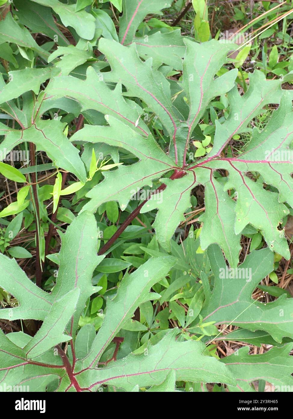 Kidney-leaf Rosinweed (Silphium compositum) Plantae Stock Photo - Alamy