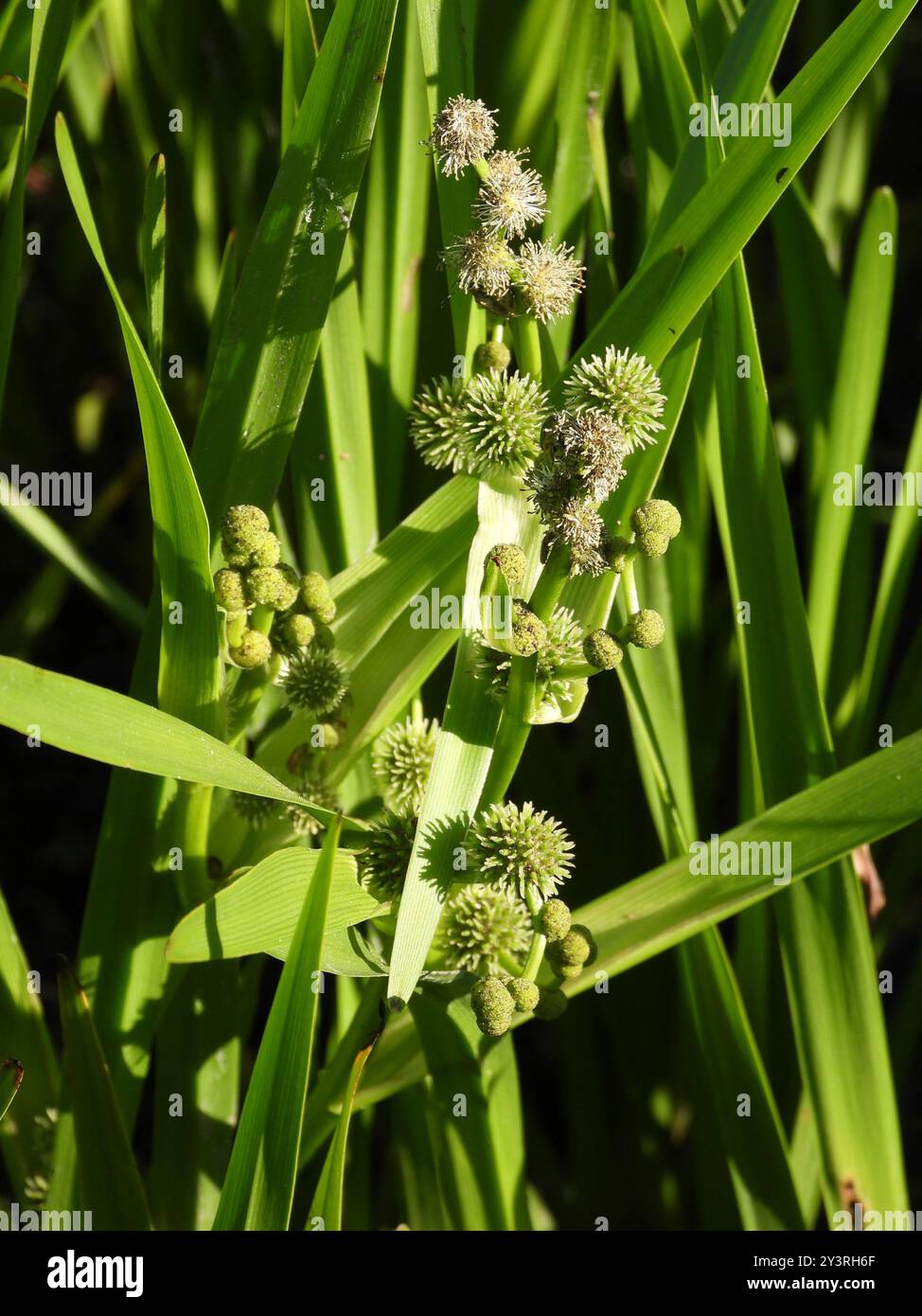 Branched Bur-reed (Sparganium erectum) Plantae Stock Photo - Alamy