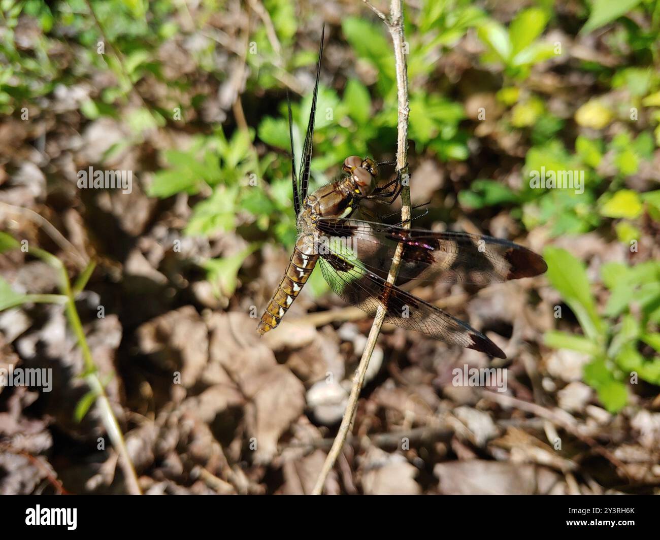Common Whitetail (Plathemis lydia) Insecta Stock Photo - Alamy