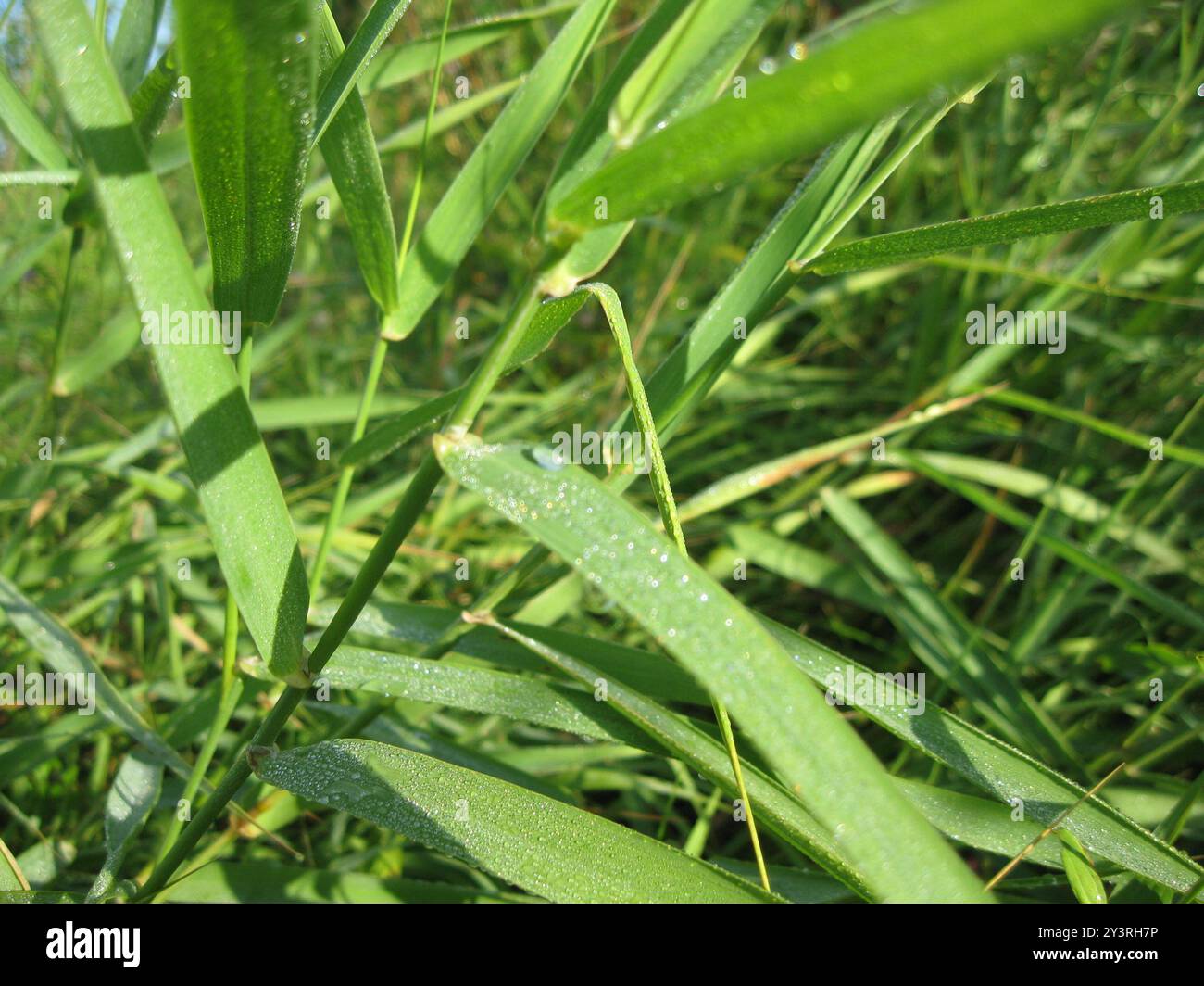 grasses (Poaceae) Plantae Stock Photo - Alamy