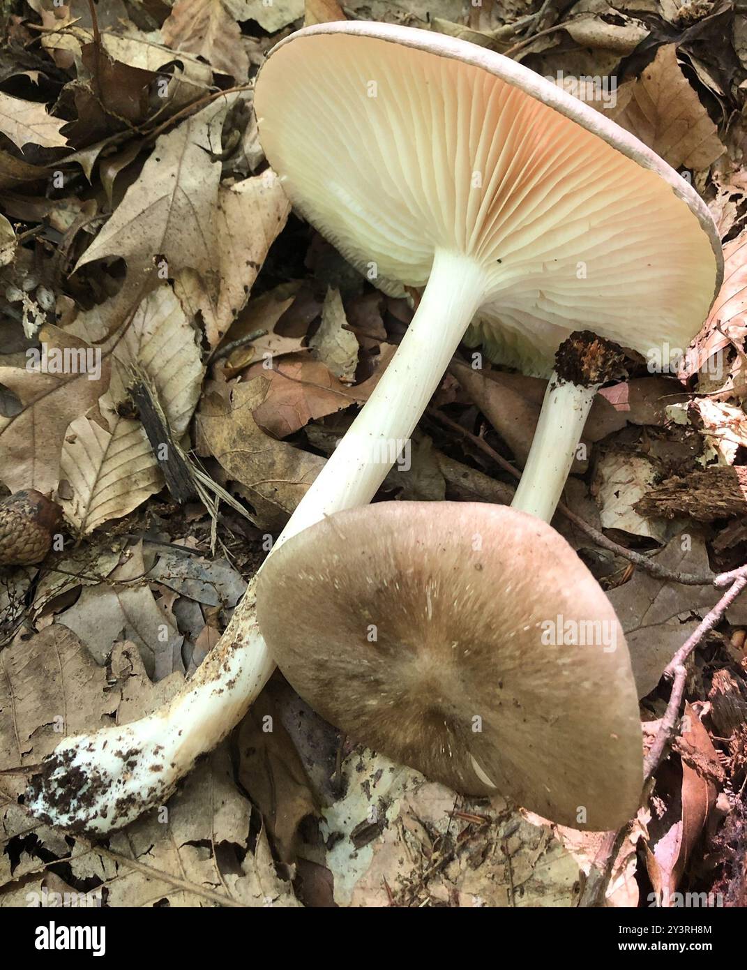 Eastern American Platterful Mushroom (Megacollybia rodmanii) Fungi ...