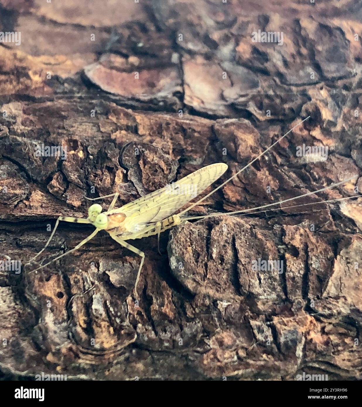 (Stenacron interpunctatum interpunctatum) Insecta Stock Photo - Alamy