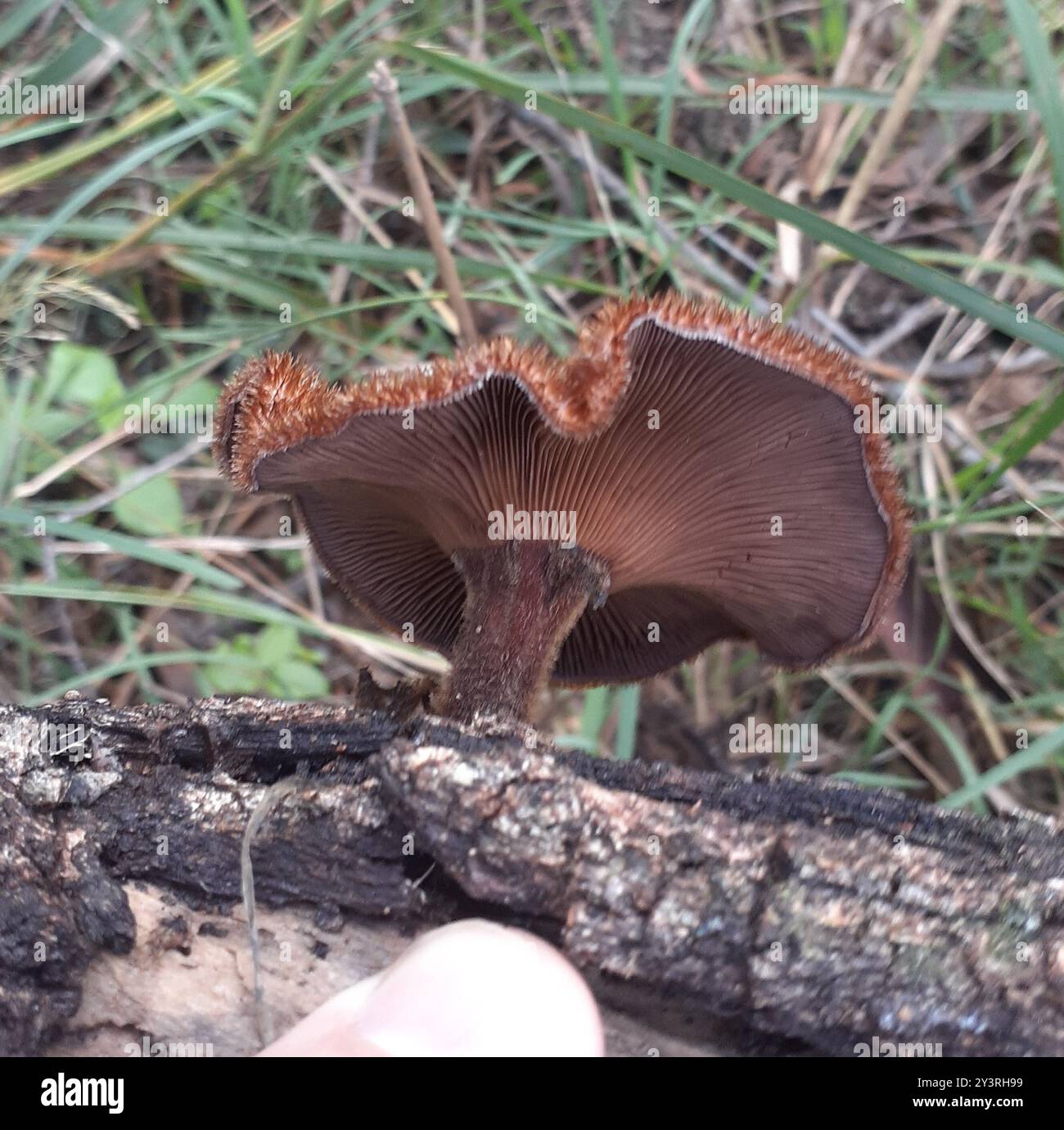 Hairy Trumpet (Panus fasciatus) Fungi Stock Photo - Alamy