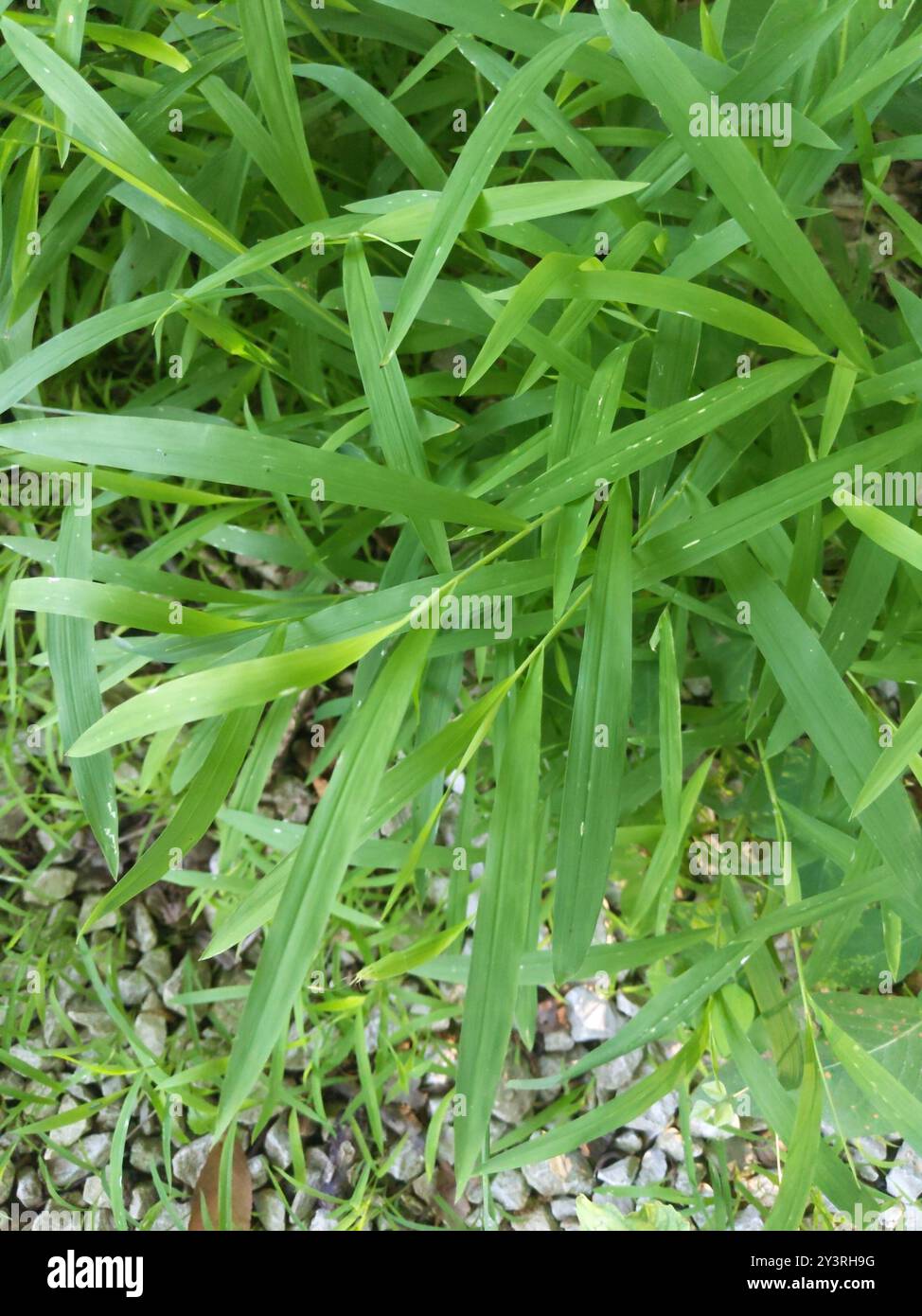 grasses (Poaceae) Plantae Stock Photo - Alamy
