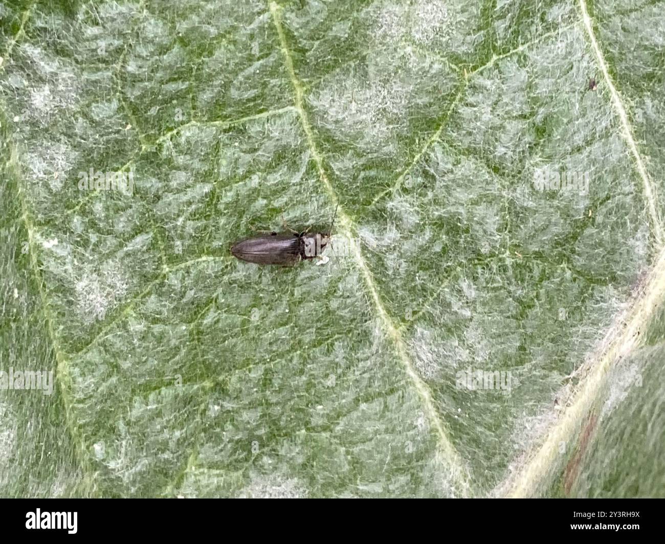 Click Beetles (Elateridae) Insecta Stock Photo - Alamy