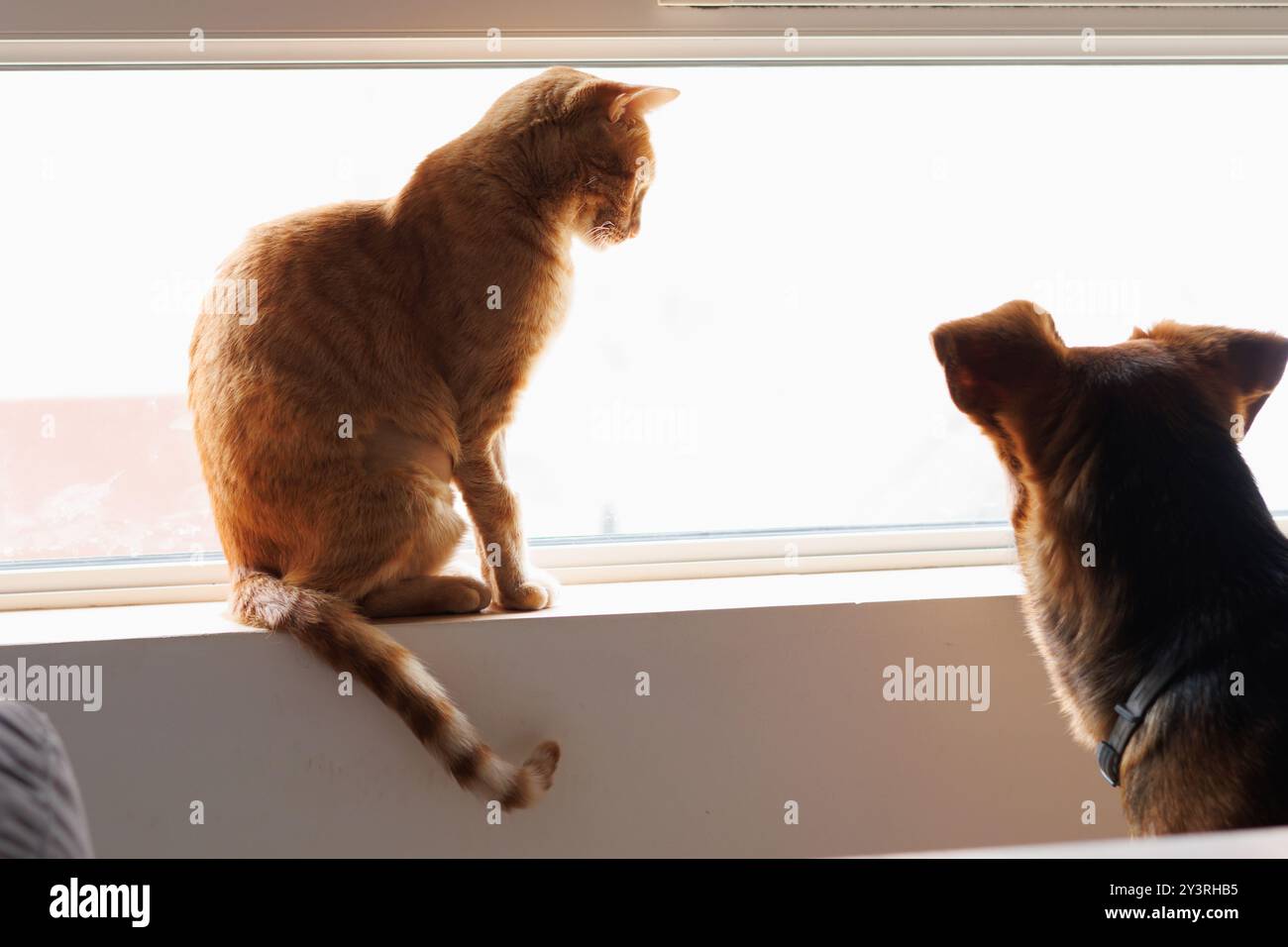 The dog and the cat look through the window Stock Photo - Alamy