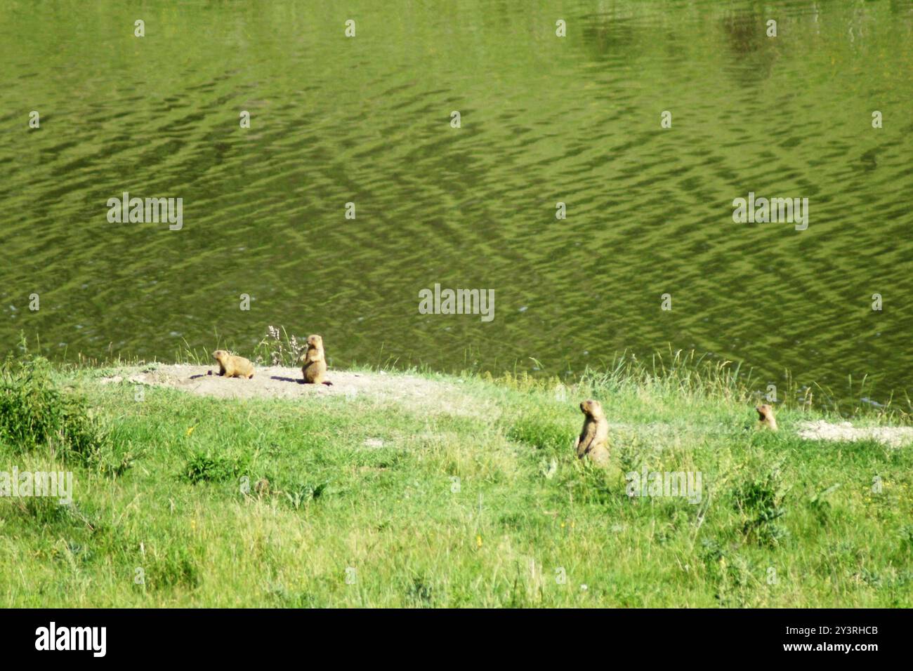Bobak marmota bobak hi-res stock photography and images - Alamy
