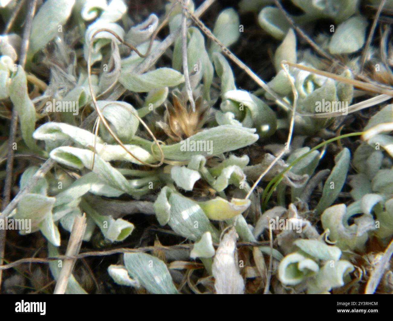 Low Pussytoes (Antennaria dimorpha) Plantae Stock Photo - Alamy