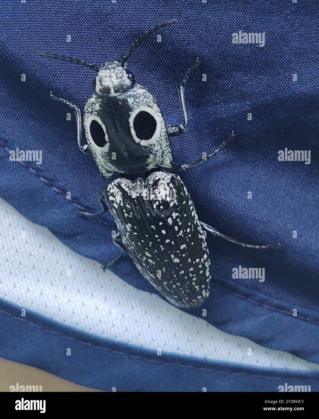 Eastern Eyed Click Beetle (Alaus oculatus) Insecta Stock Photo - Alamy
