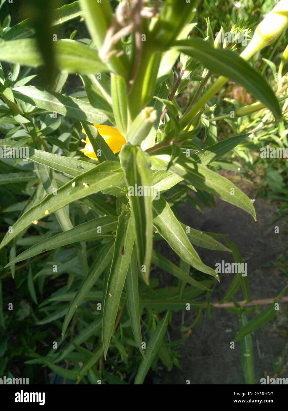 tall evening primrose (Oenothera elata) Plantae Stock Photo - Alamy
