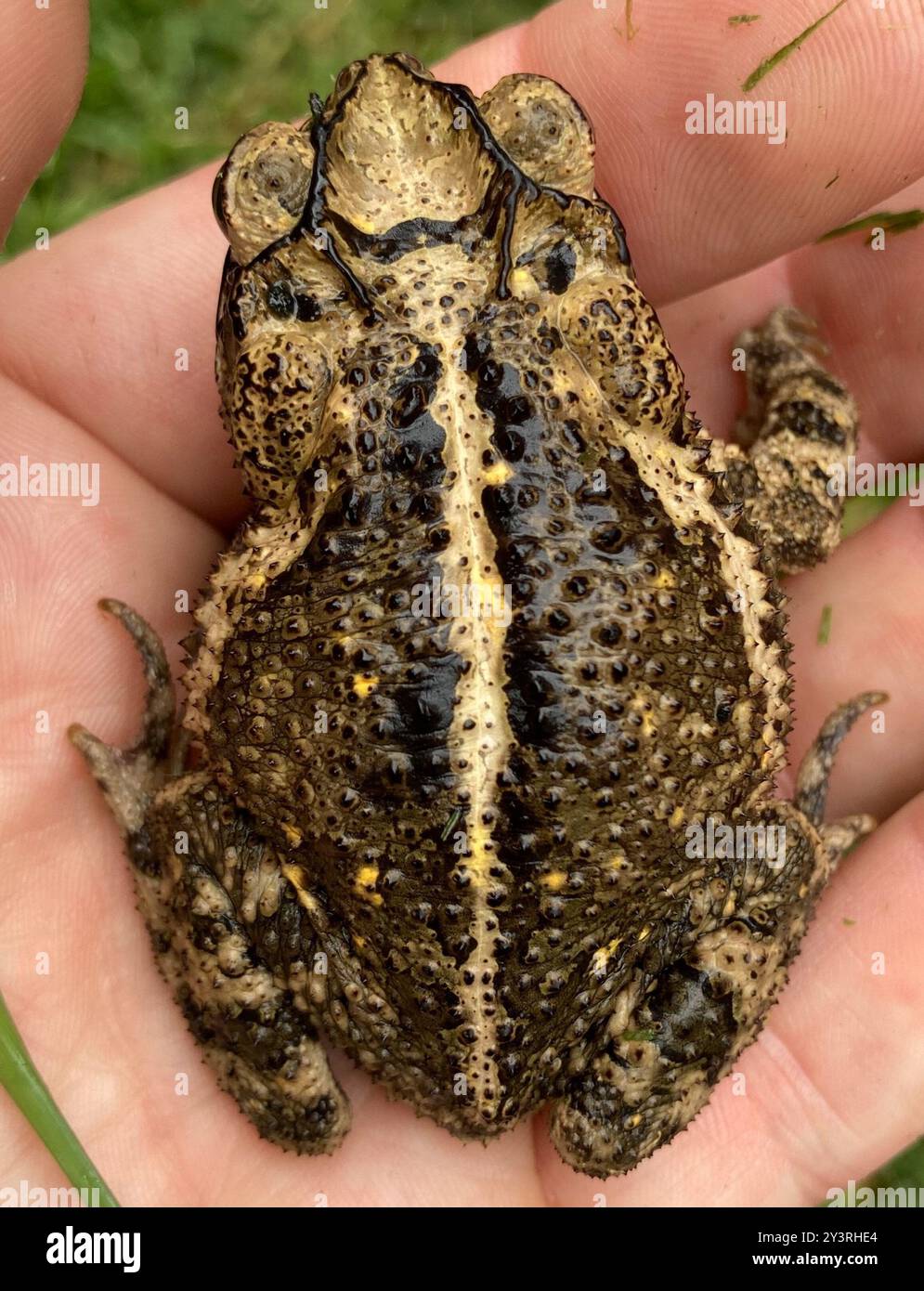Gulf Coast Toad (Incilius nebulifer) Amphibia Stock Photo - Alamy