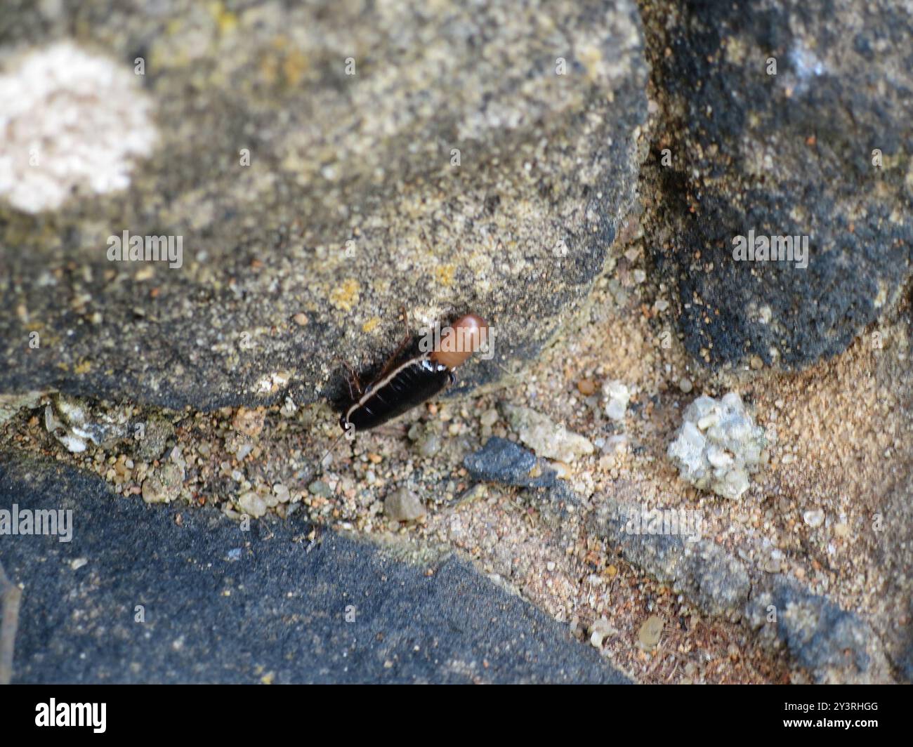 lobe-winged cockroach (Loboptera decipiens) Insecta Stock Photo - Alamy