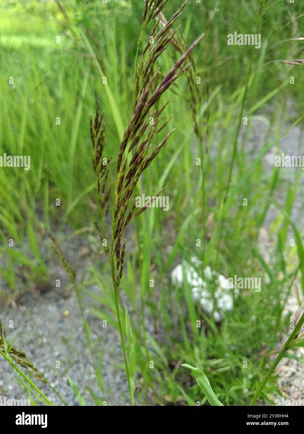 grasses (Poaceae) Plantae Stock Photo - Alamy