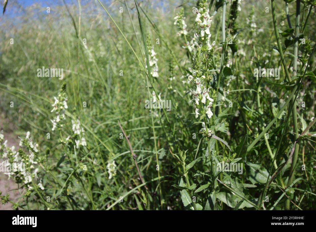 Perennial Yellow-woundwort (Stachys recta) Plantae Stock Photo - Alamy