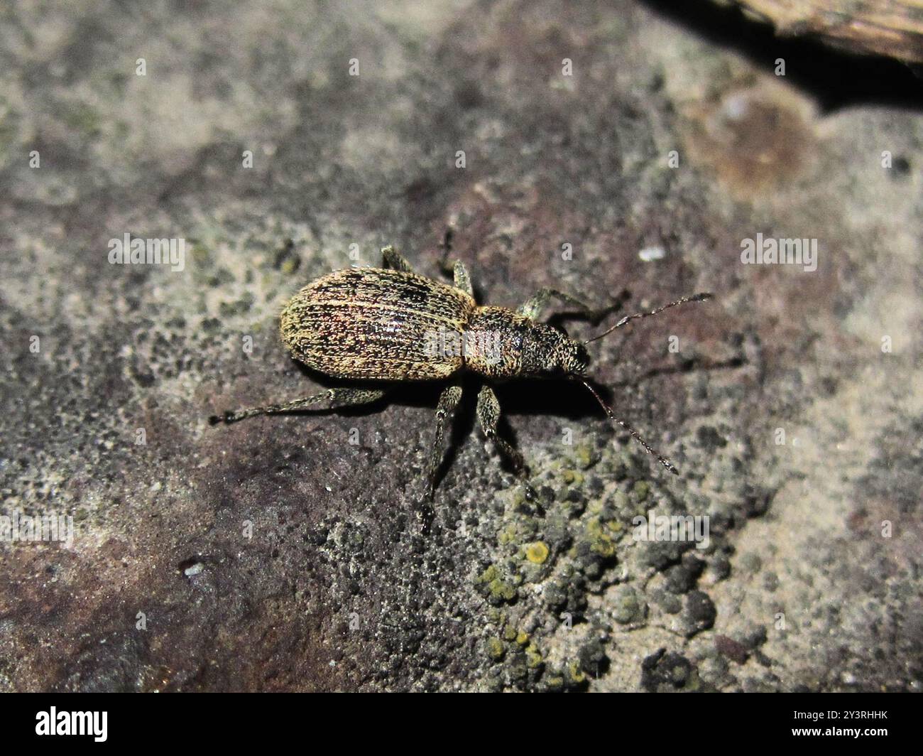 (Polydrusus inustus) Insecta Stock Photo - Alamy