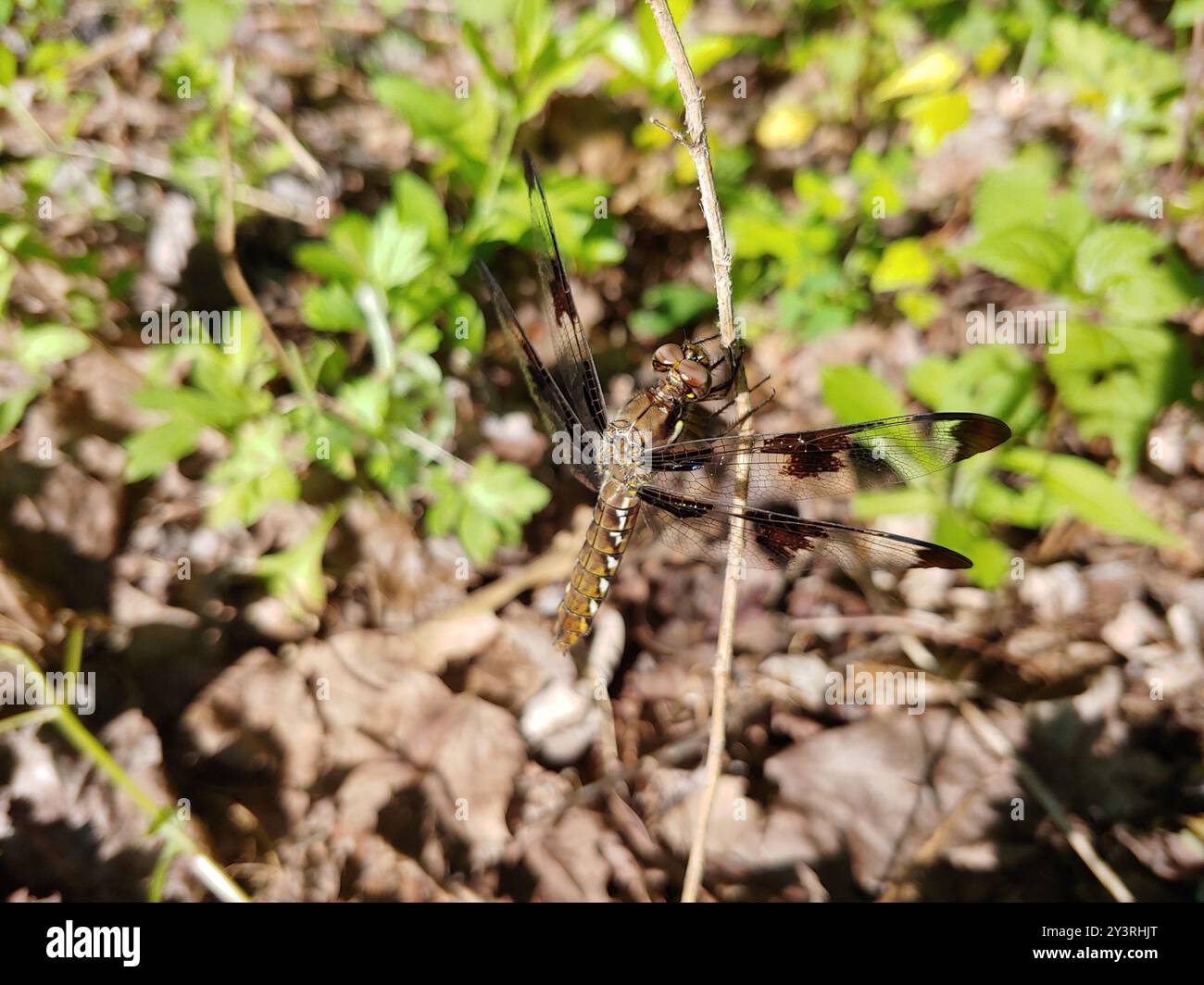 Common Whitetail (Plathemis lydia) Insecta Stock Photo - Alamy