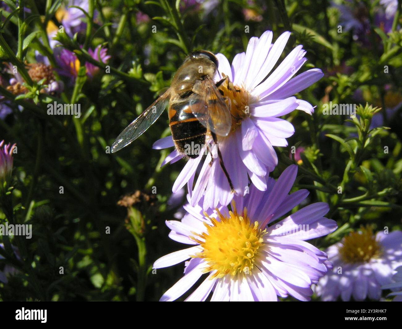 Common Drone Fly (Eristalis tenax) Insecta Stock Photo - Alamy