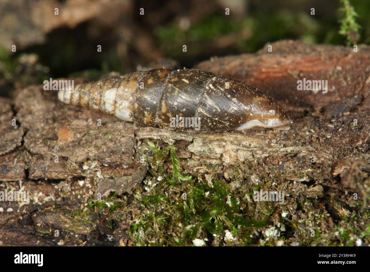 Plaited Door-snail (Cochlodina laminata) Mollusca Stock Photo - Alamy
