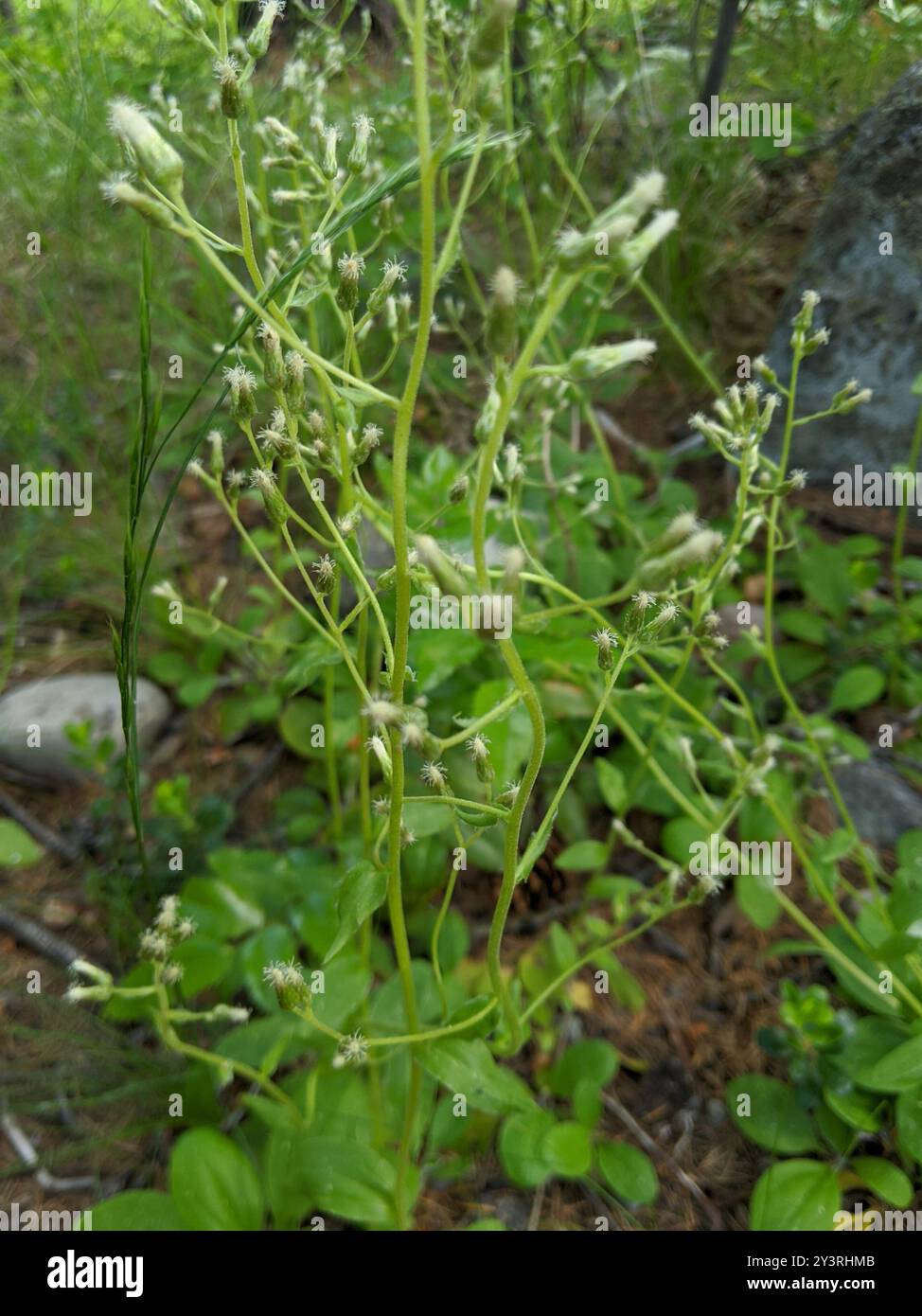 vascular plants (Tracheophyta) Plantae Stock Photo - Alamy