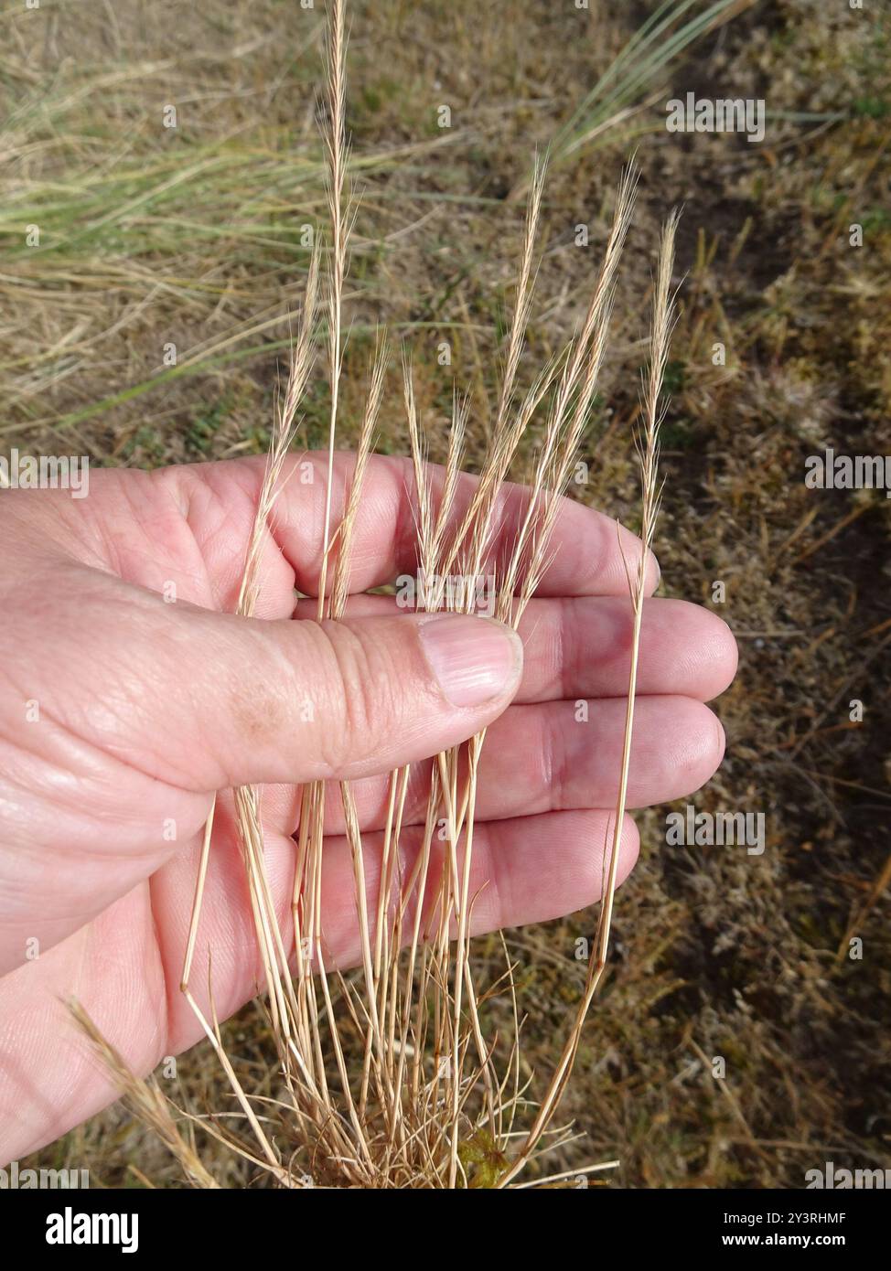 rattail sixweeks grass (Festuca myuros) Plantae Stock Photo - Alamy
