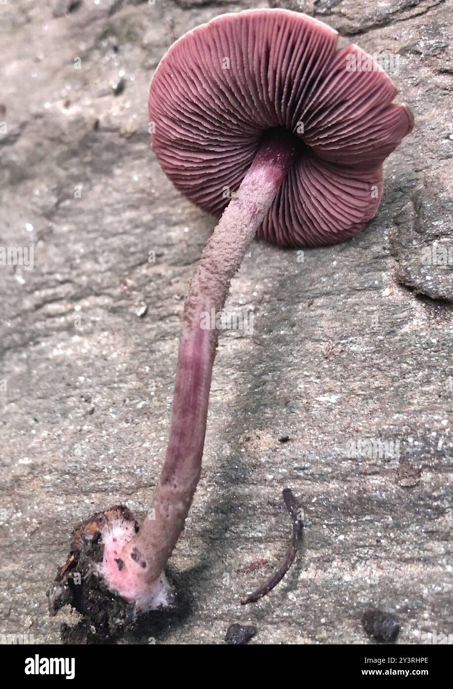 redspored dapperling (Melanophyllum haematospermum) Fungi Stock Photo ...