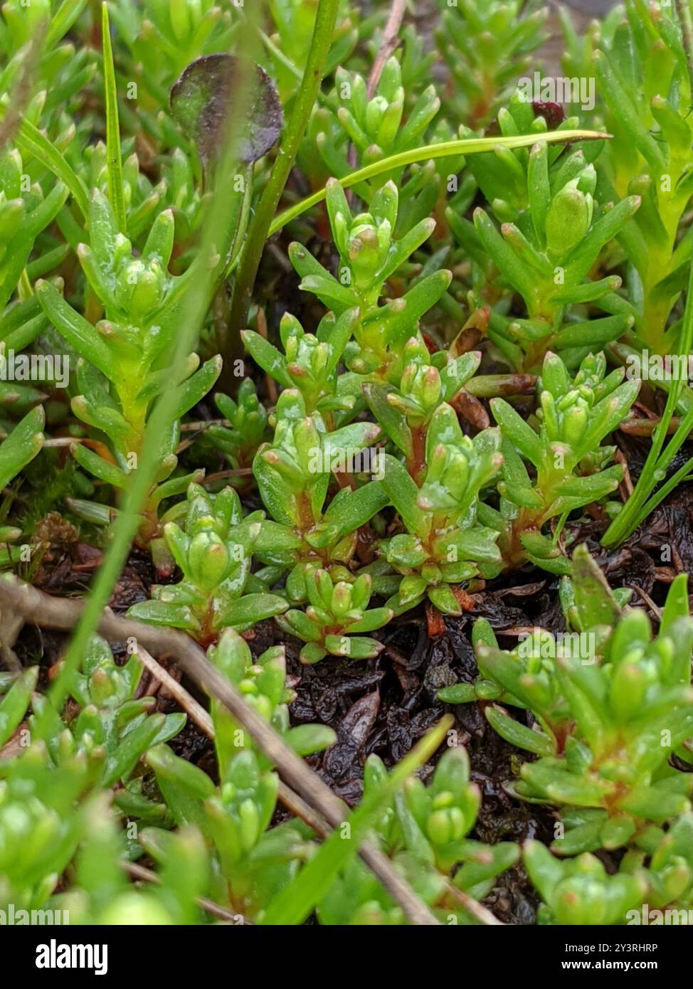 Yellow Saxifrage (Saxifraga aizoides) Plantae Stock Photo - Alamy