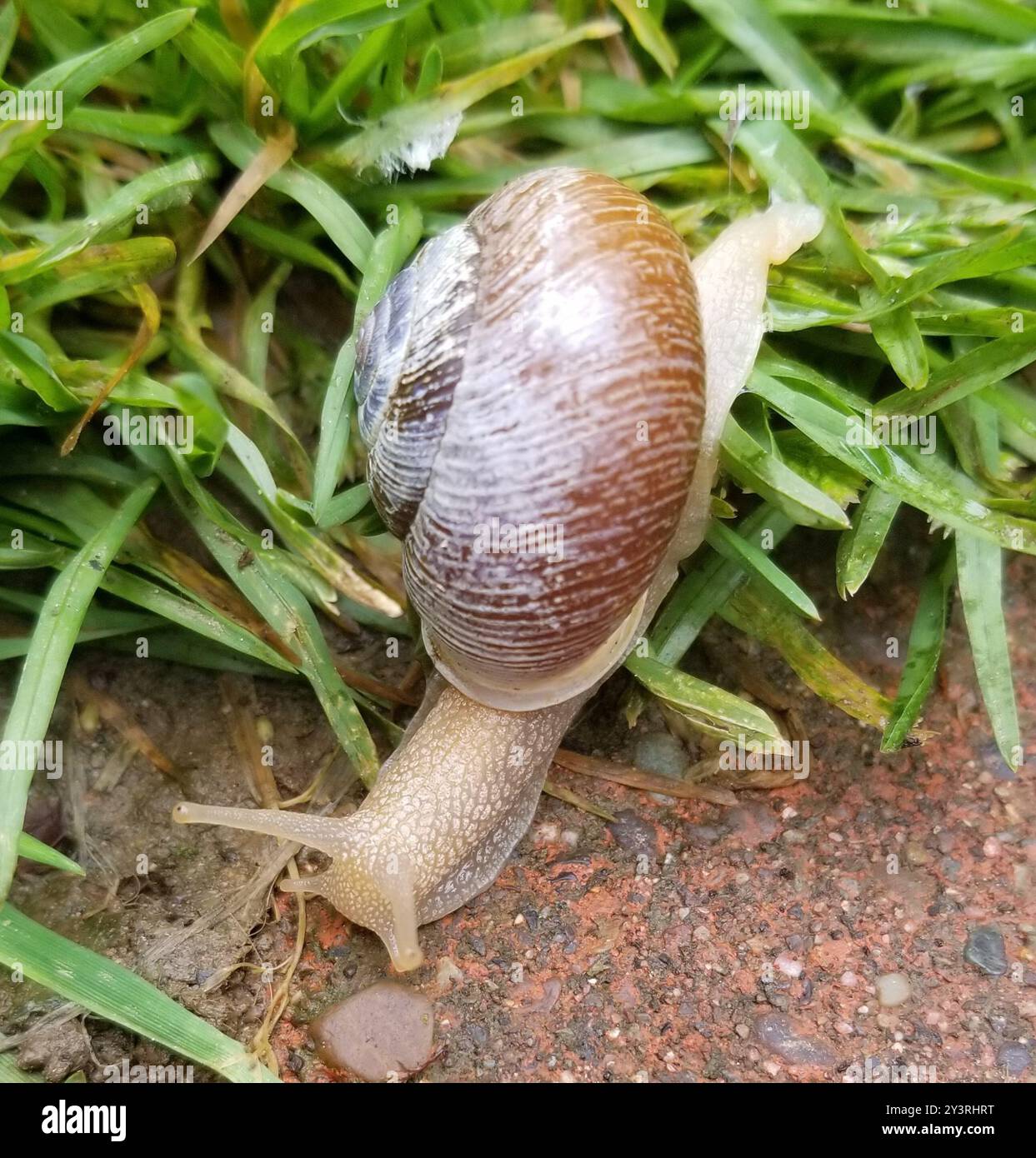 Oregon forestsnail (Allogona townsendiana) Mollusca Stock Photo - Alamy