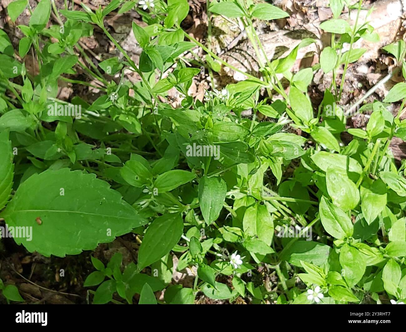 Three-nerved Sandwort (Moehringia trinervia) Plantae Stock Photo - Alamy