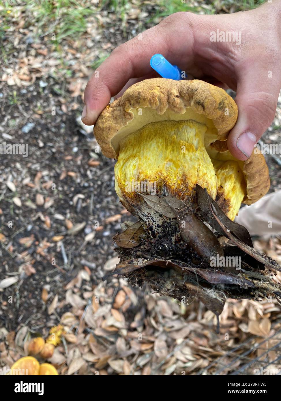 Butter Boletes (Butyriboletus) Fungi Stock Photo - Alamy