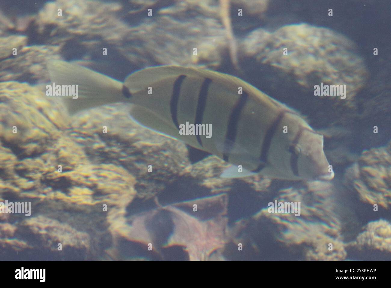 Convict Surgeonfish (Acanthurus triostegus) Actinopterygii Stock Photo ...