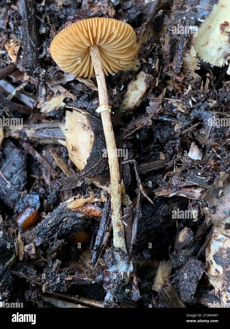 Common Conecap (Pholiotina rugosa) Fungi Stock Photo - Alamy