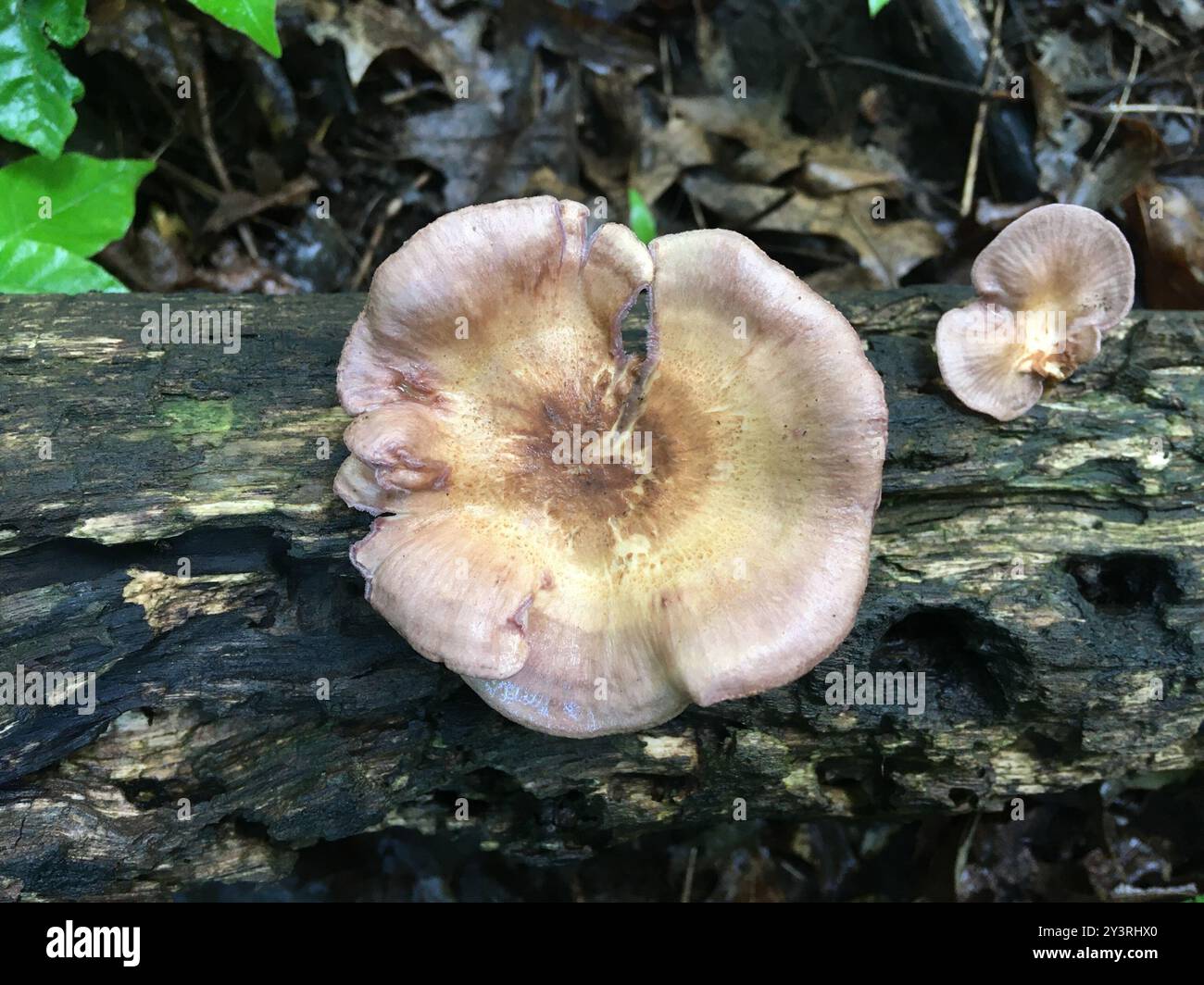 Lilac oysterling (Panus conchatus) Fungi Stock Photo - Alamy
