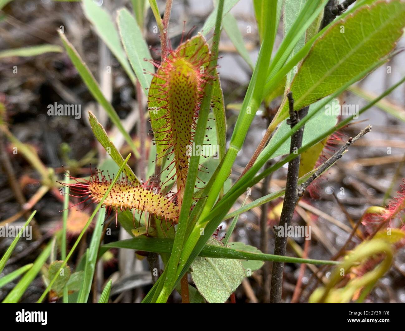 Great Sundew (Drosera anglica) Plantae Stock Photo - Alamy
