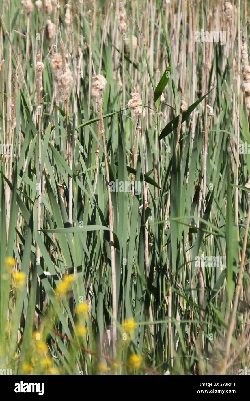 Cattails (Typha) Plantae Stock Photo - Alamy