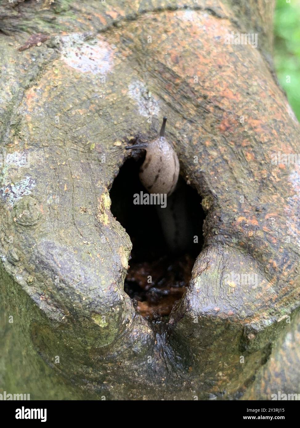 Chinese Slug (Meghimatium bilineatum) Mollusca Stock Photo - Alamy