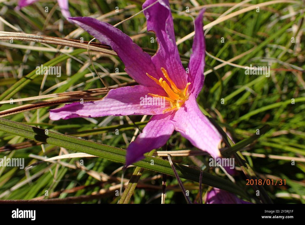 Small Monkeytail (Xerophyta viscosa) Plantae Stock Photo - Alamy