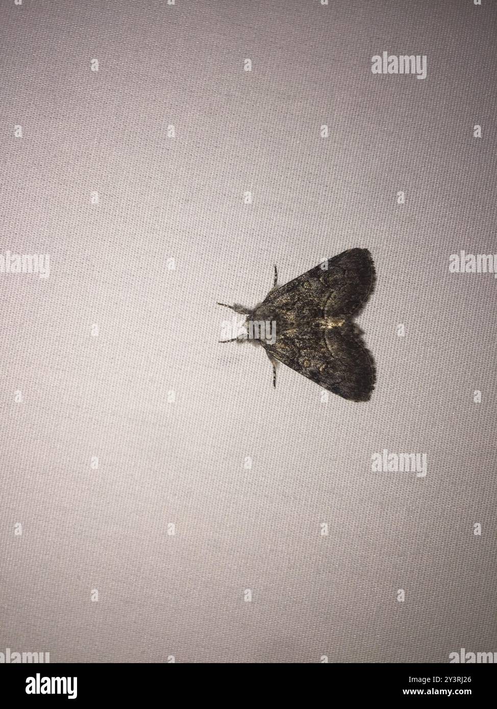 Brother Moth (Raphia frater) Insecta Stock Photo - Alamy