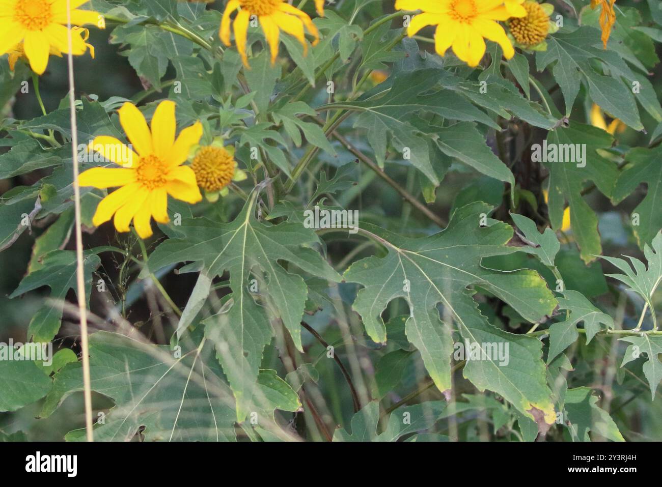 Mexican sunflower (Tithonia diversifolia) Plantae Stock Photo - Alamy