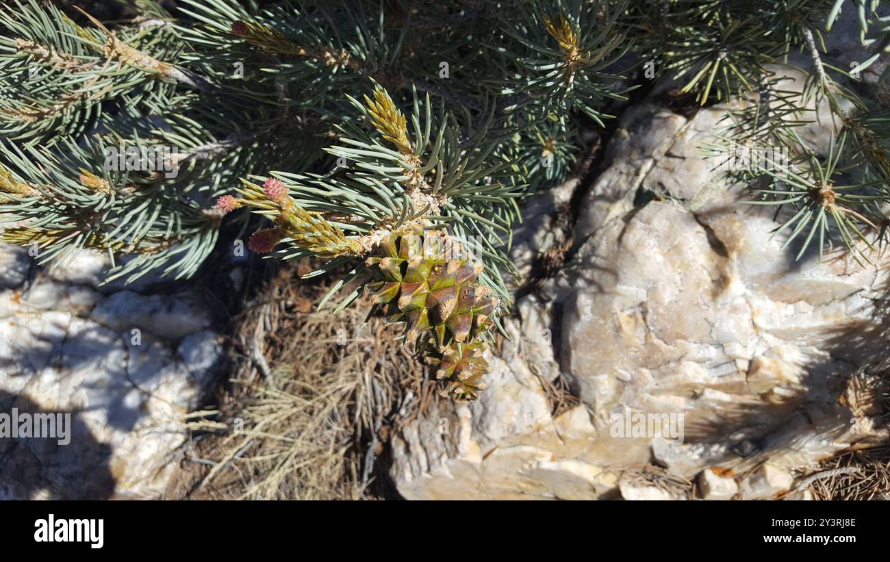 singleleaf pinyon (Pinus monophylla) Plantae Stock Photo - Alamy