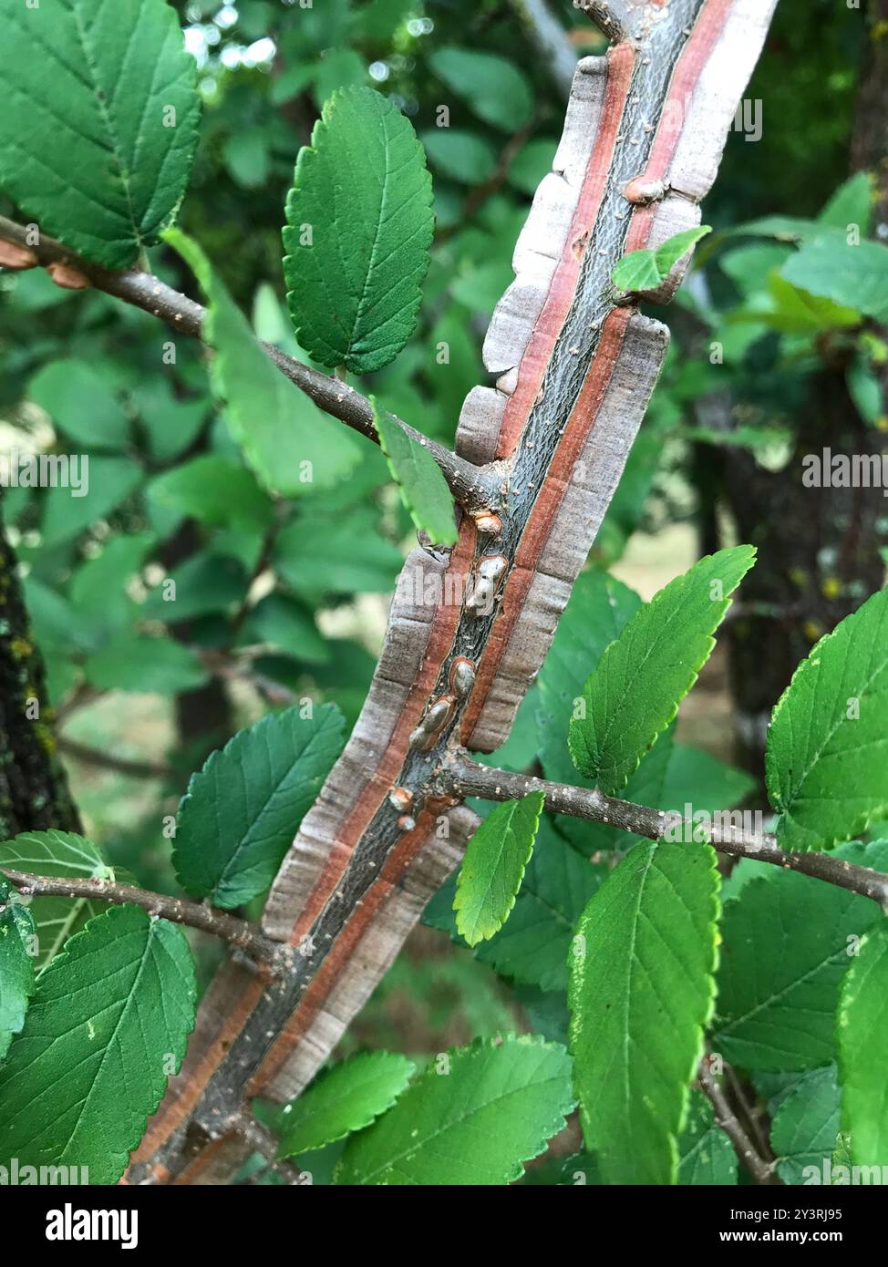 Cedar Elm (Ulmus crassifolia) Plantae Stock Photo - Alamy