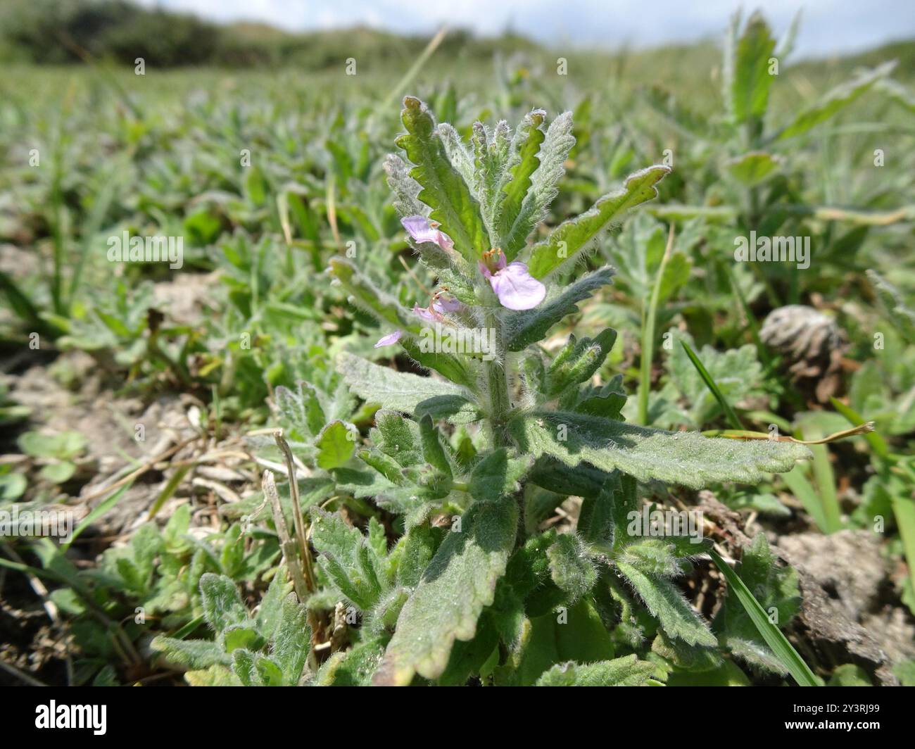 Water Germander (Teucrium scordium) Plantae Stock Photo - Alamy