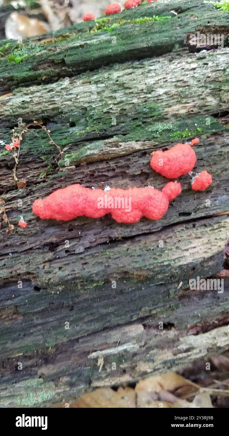 Red Raspberry Slime Mold (Tubifera ferruginosa) Protozoa Stock Photo ...