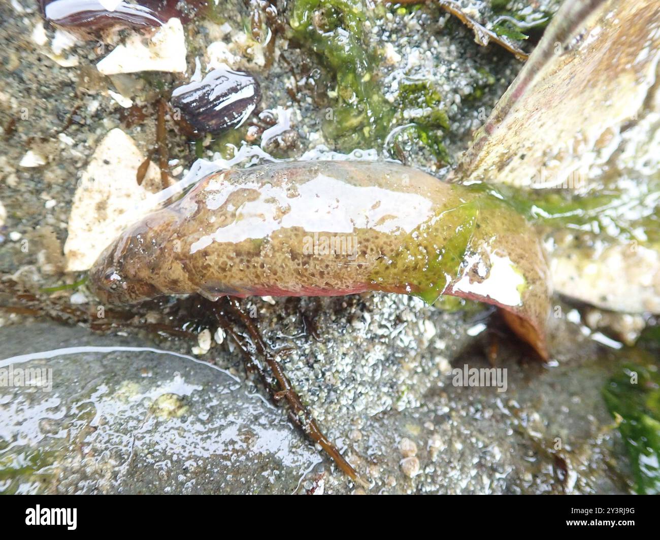 High Cockscomb (Anoplarchus purpurescens) Actinopterygii Stock Photo ...
